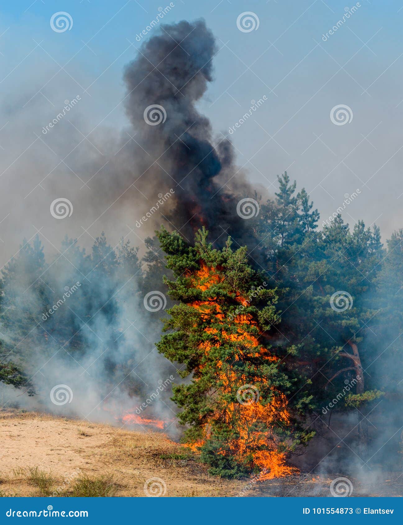 Forest Fire, Wildfire Burning Tree in Red and Orange Color Stock Image ...