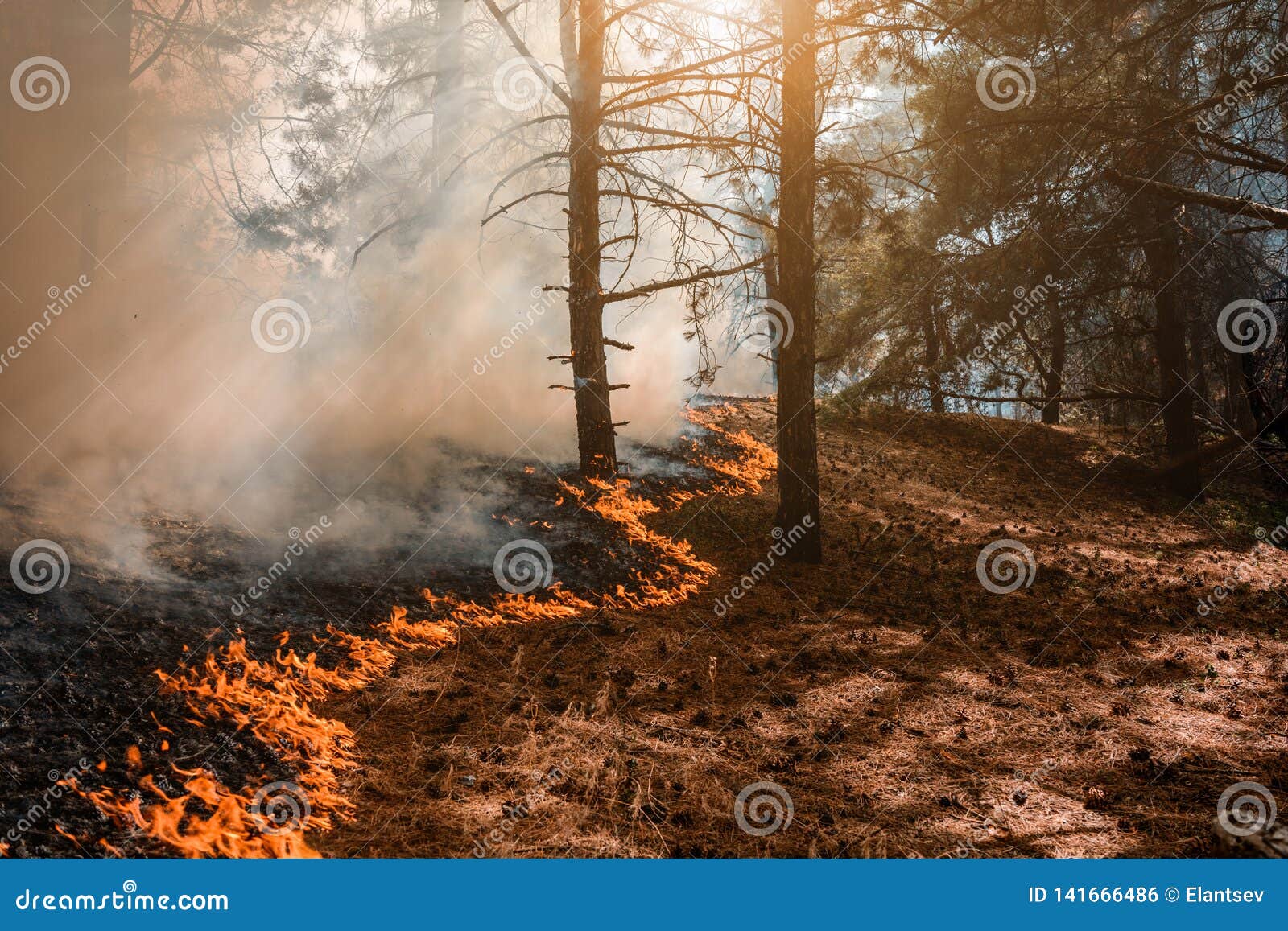 Forest Fire, Wildfire Burning Tree in Red and Orange Color Stock Photo ...