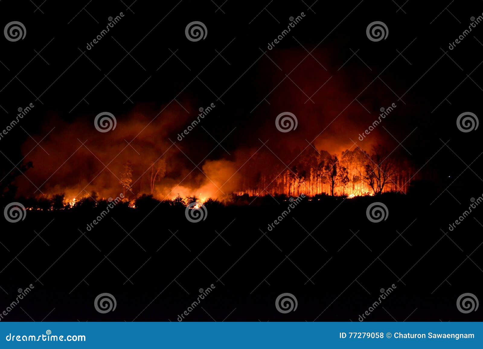 Forest Fire stock photo. Image of night, wildfire, disasters - 77279058