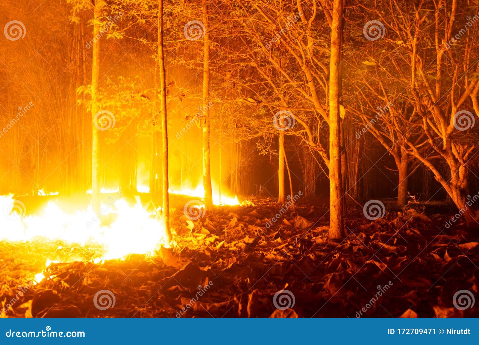 Forest fire, Wildfire stock image. Image of emergency - 172709471