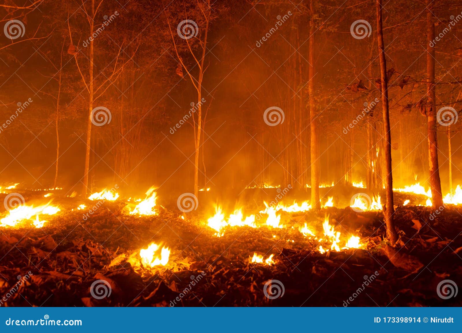 Forest fire, Wildfire stock photo. Image of environmental - 173398914