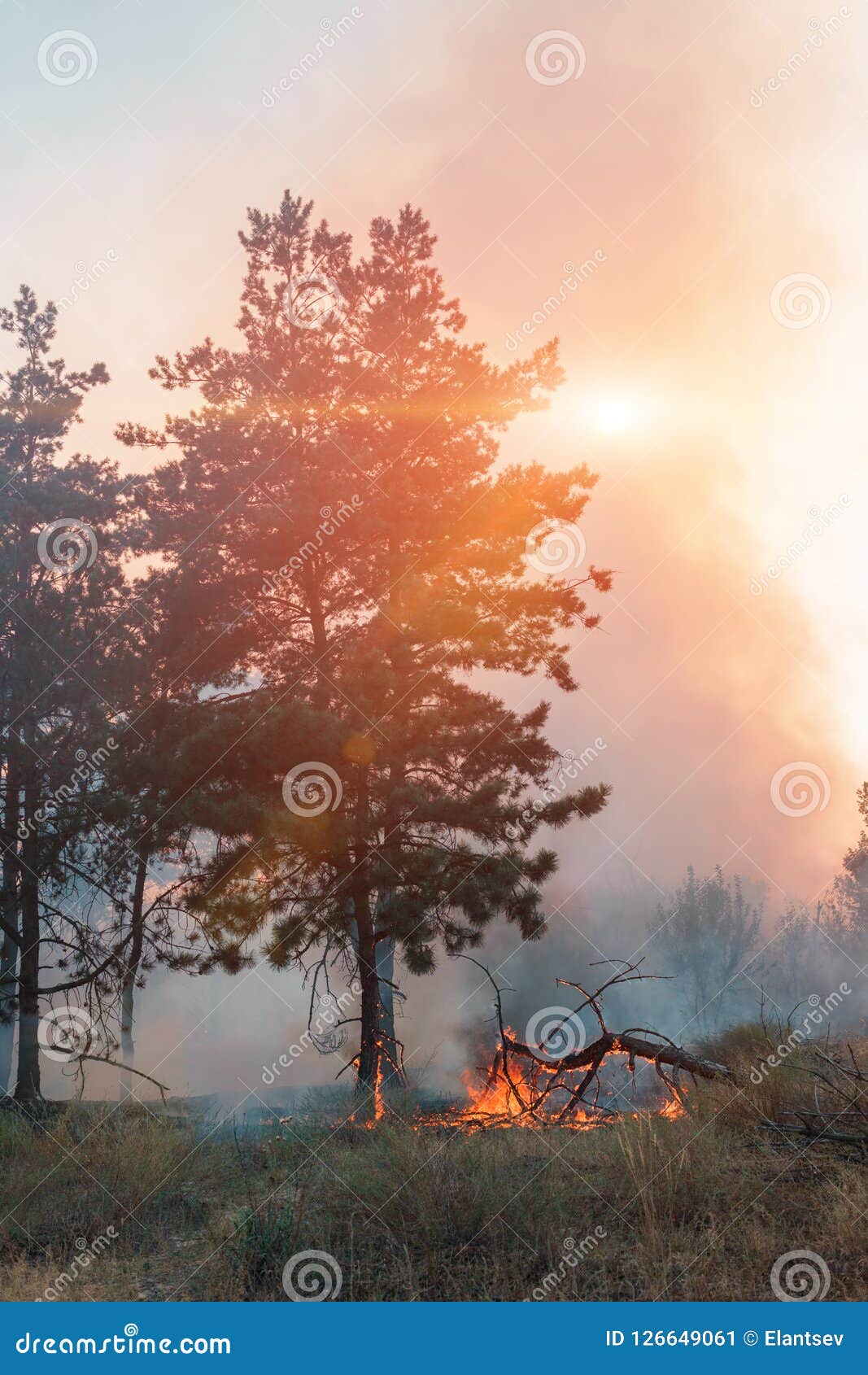 Forest Fire, Wildfire Close in the Daytime Stock Image - Image of ...