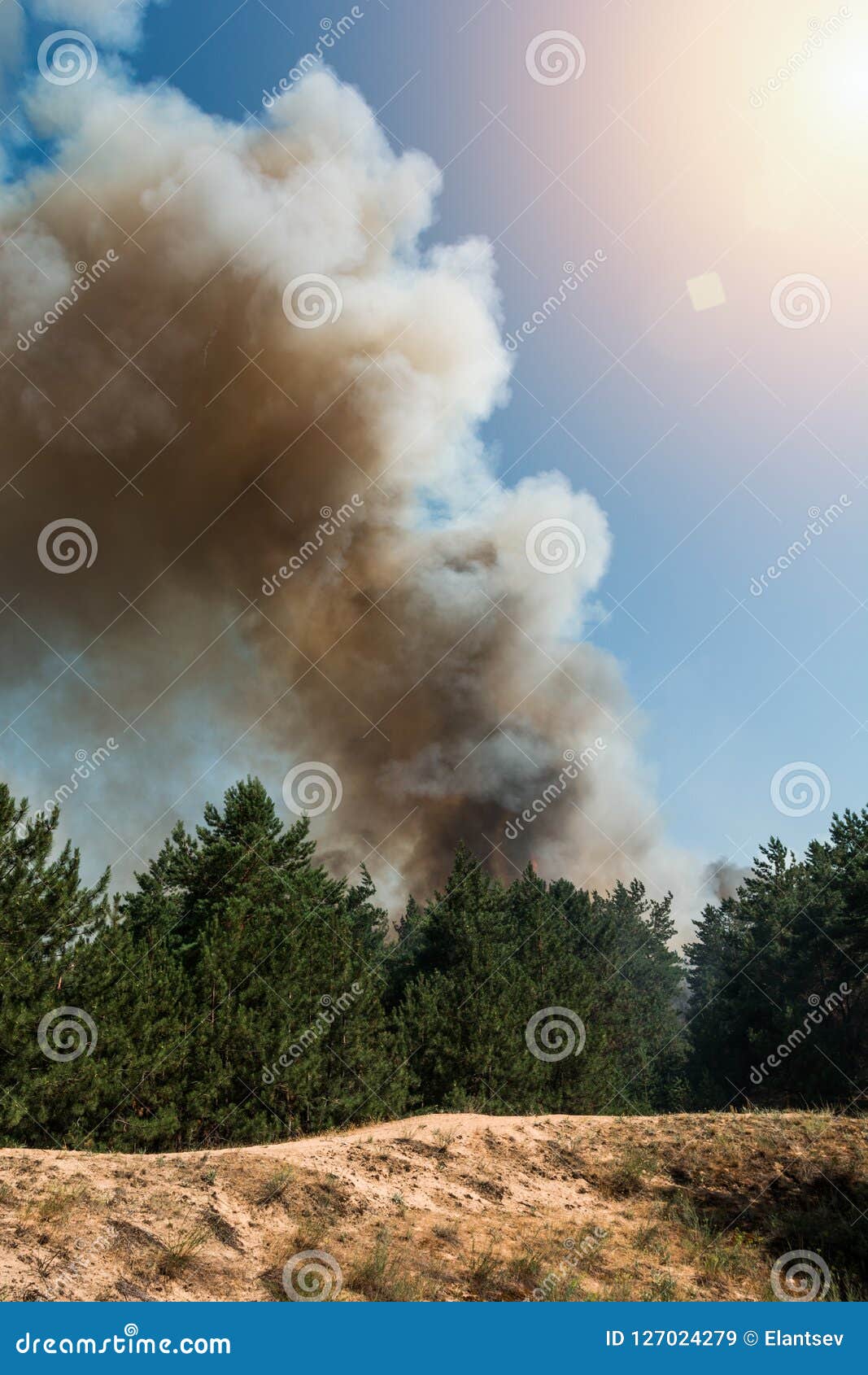 Forest Fire, Wildfire Close in the Daytime Stock Image - Image of ...