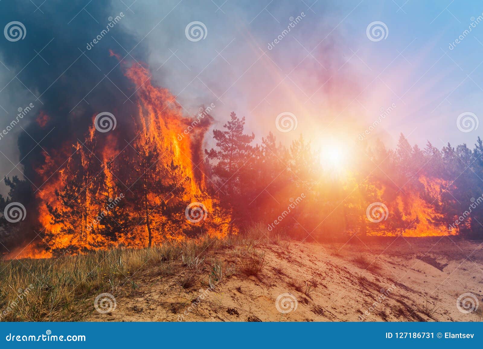 Forest Fire, Wildfire Close in the Daytime Stock Image - Image of bush ...