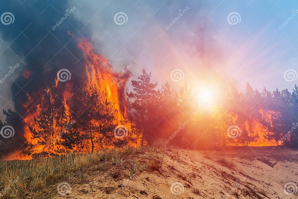 Forest Fire, Wildfire Close in the Daytime Stock Image - Image of bush ...
