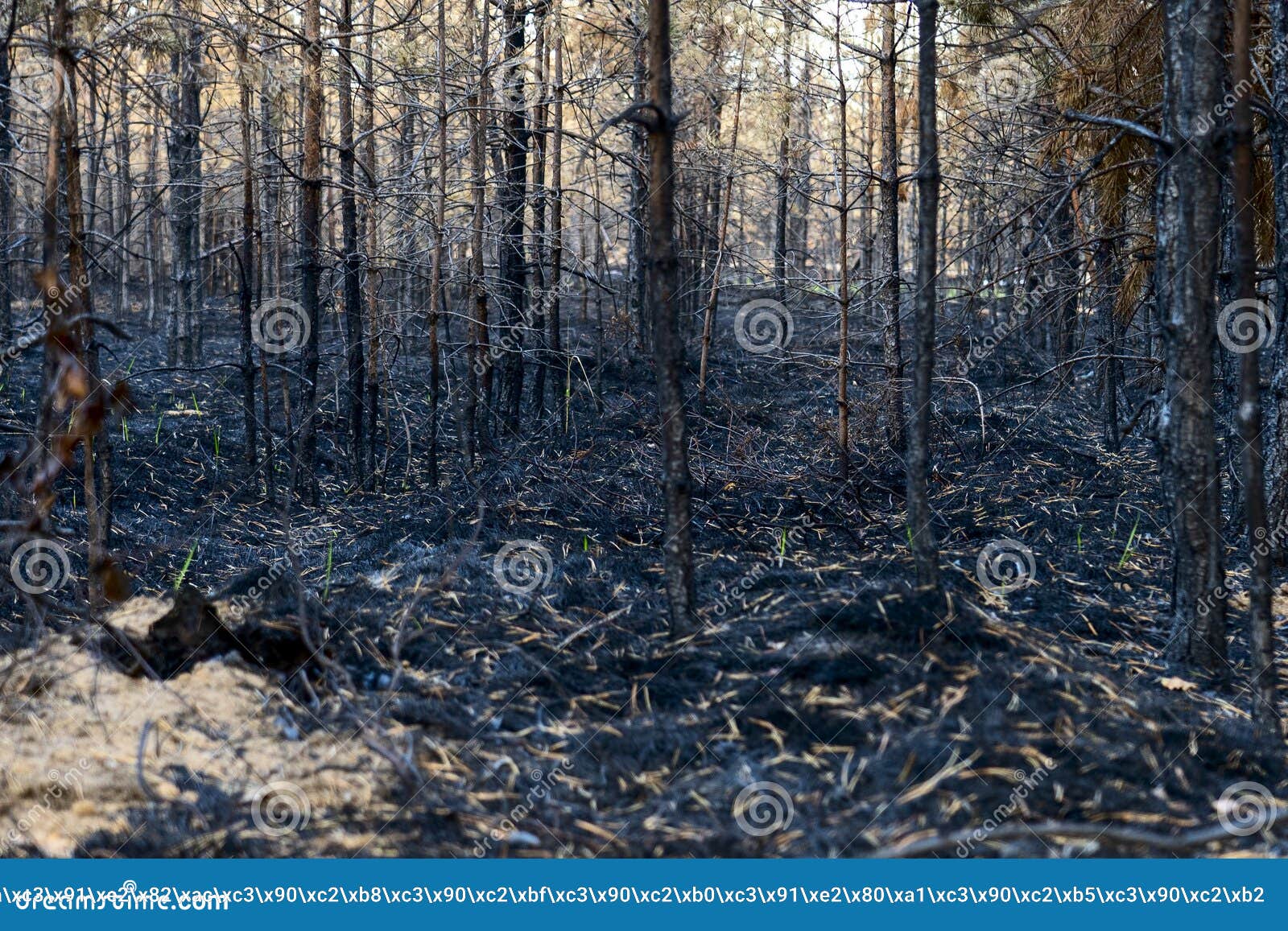 Forest after the Fire, Young Coniferous Forest Burned, Remains of ...