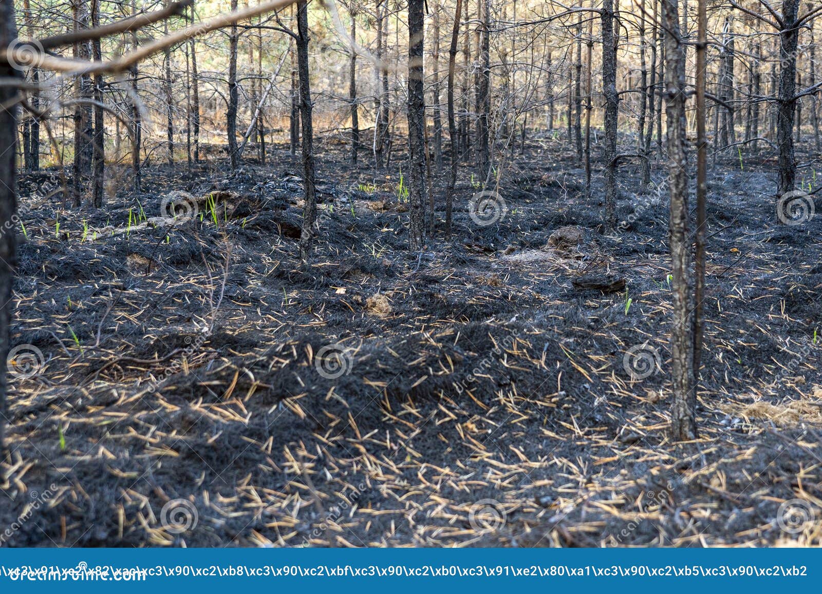 Forest after the Fire, Young Coniferous Forest Burned, Remains of ...