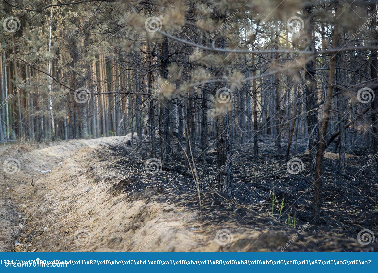 Forest after the Fire, Young Coniferous Forest Burned, Remains of ...
