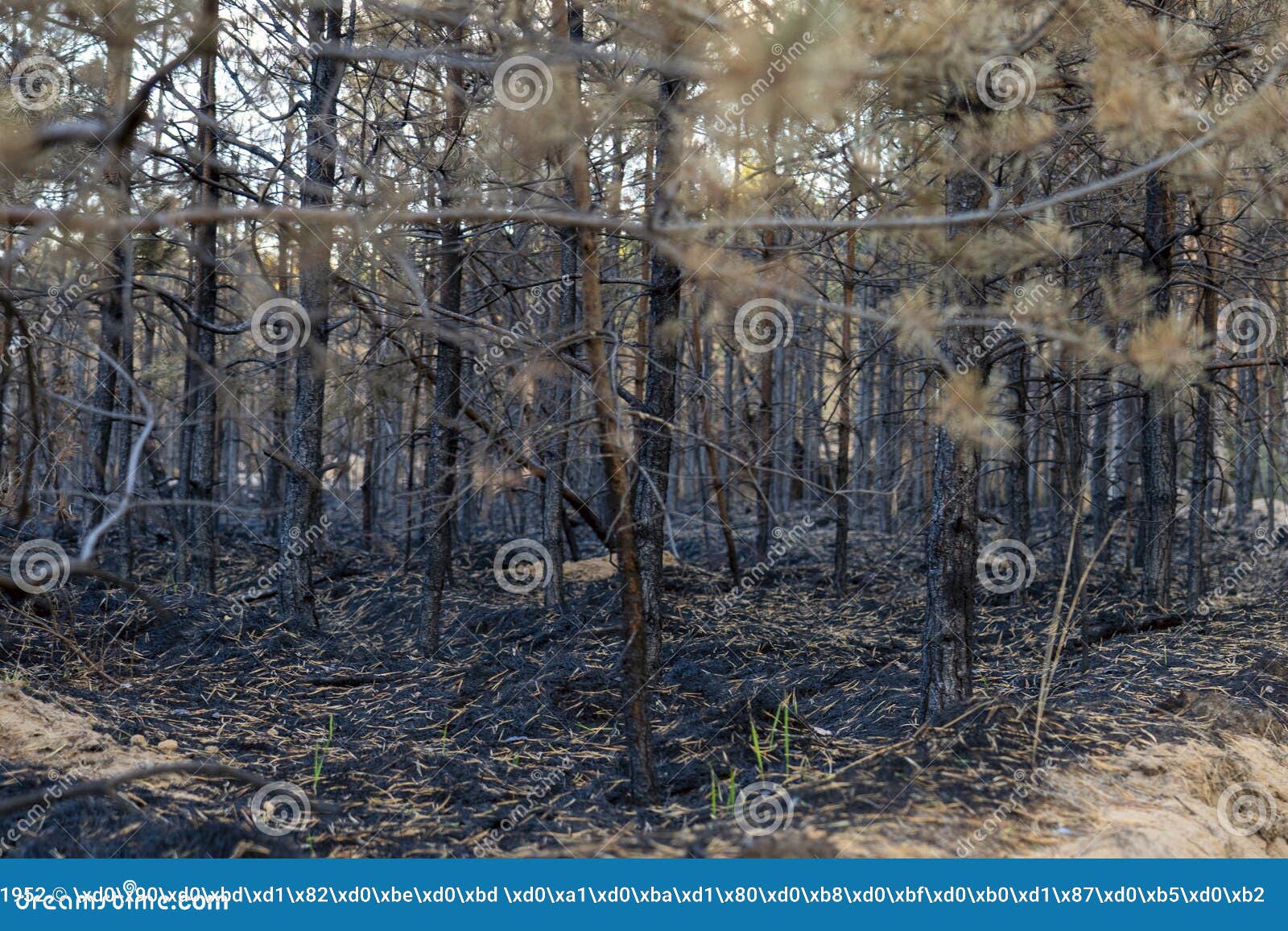 Forest after the Fire, Young Coniferous Forest Burned, Remains of ...