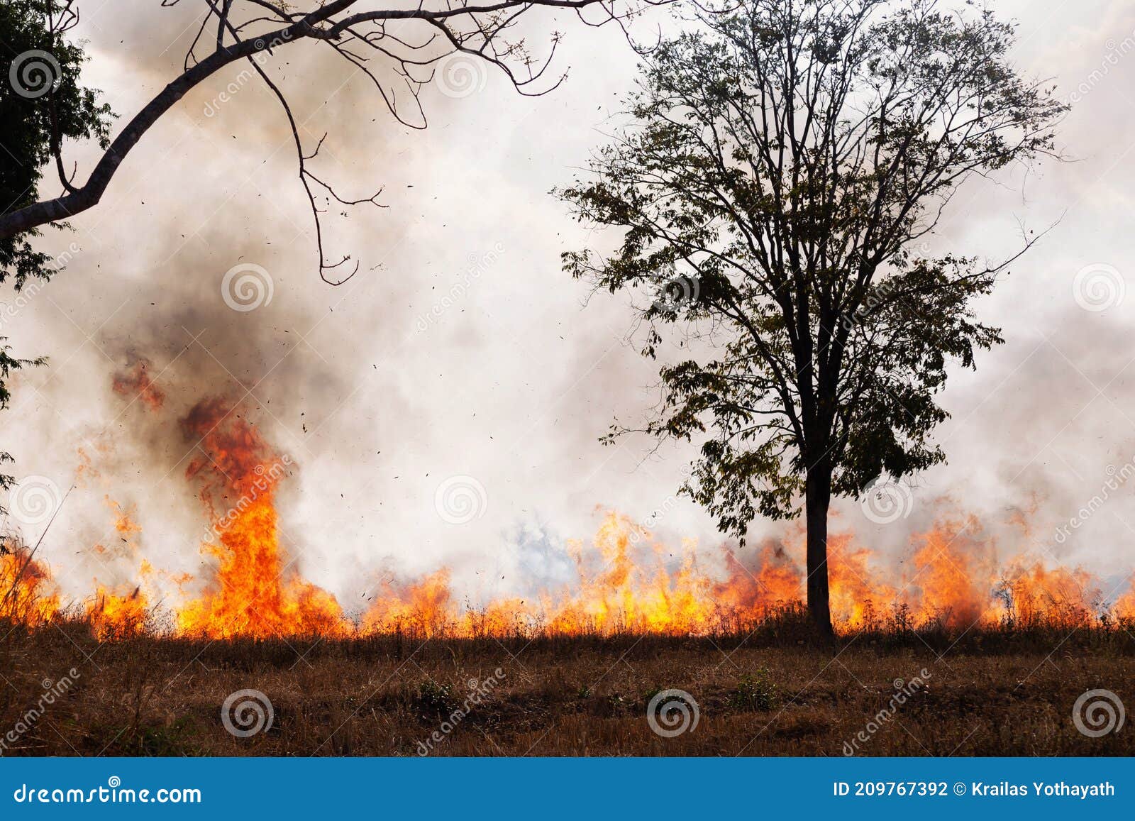 Forest Fires are Burning the Forest in Spring Stock Photo - Image of ...