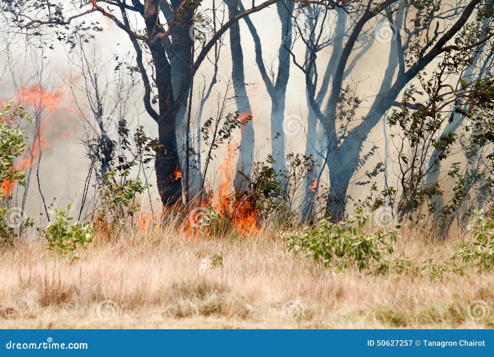 Forest Fires in the Daytime. Stock Image - Image of cane, burnt: 50627257