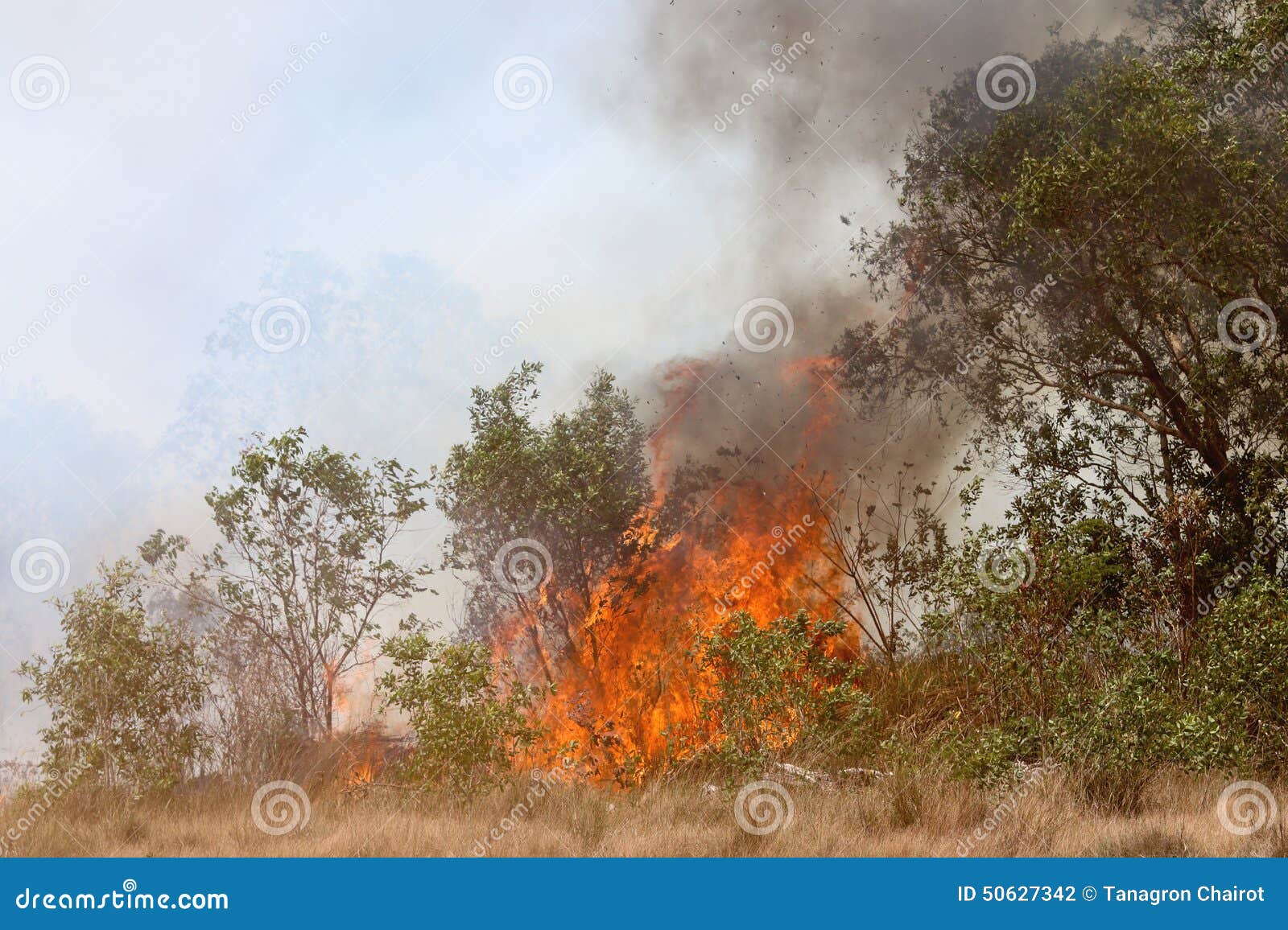 Forest Fires in the Daytime. Stock Photo - Image of fire, reed: 50627342
