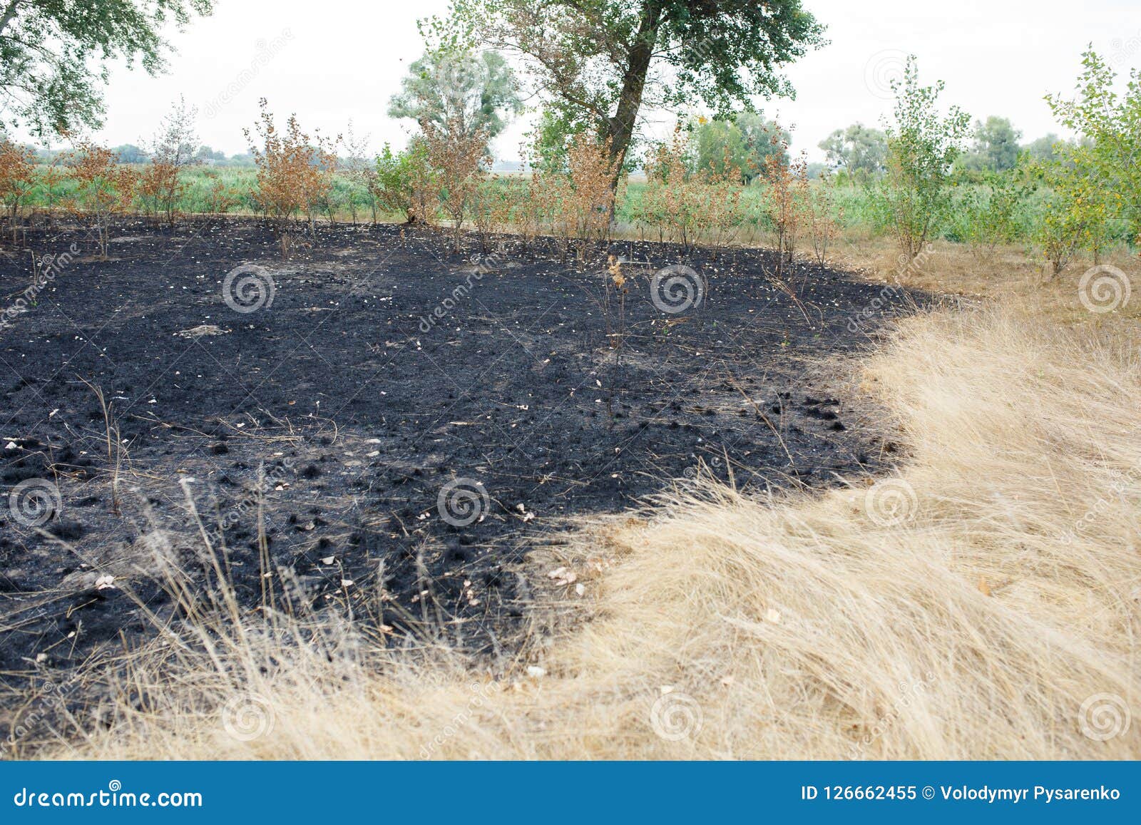 Forest Fires - Dry Grass and Bushes Burned in the Wood Stock Image ...