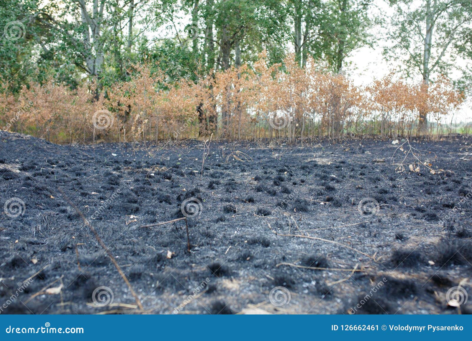 Forest Fires - Dry Grass and Bushes Burned in the Wood Stock Image ...
