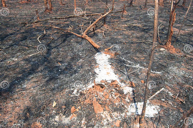 During the Dry Season, Mixed Deciduous Forests in Southeast Asia are ... During the Dry Season, Mixed Deciduous Forests in Southeast Asia are ...