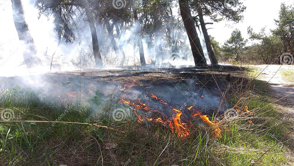 Forest Fires in the Dry Wind Completely Destroy the Forest Stock Image ...