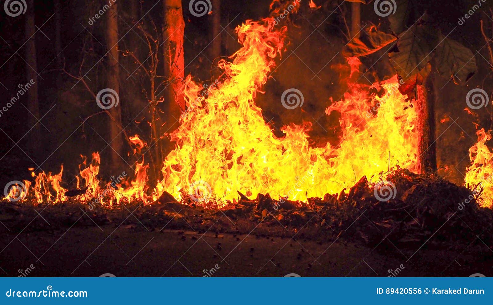 Forest fires stock photo. Image of fire, forest, wild - 89420556