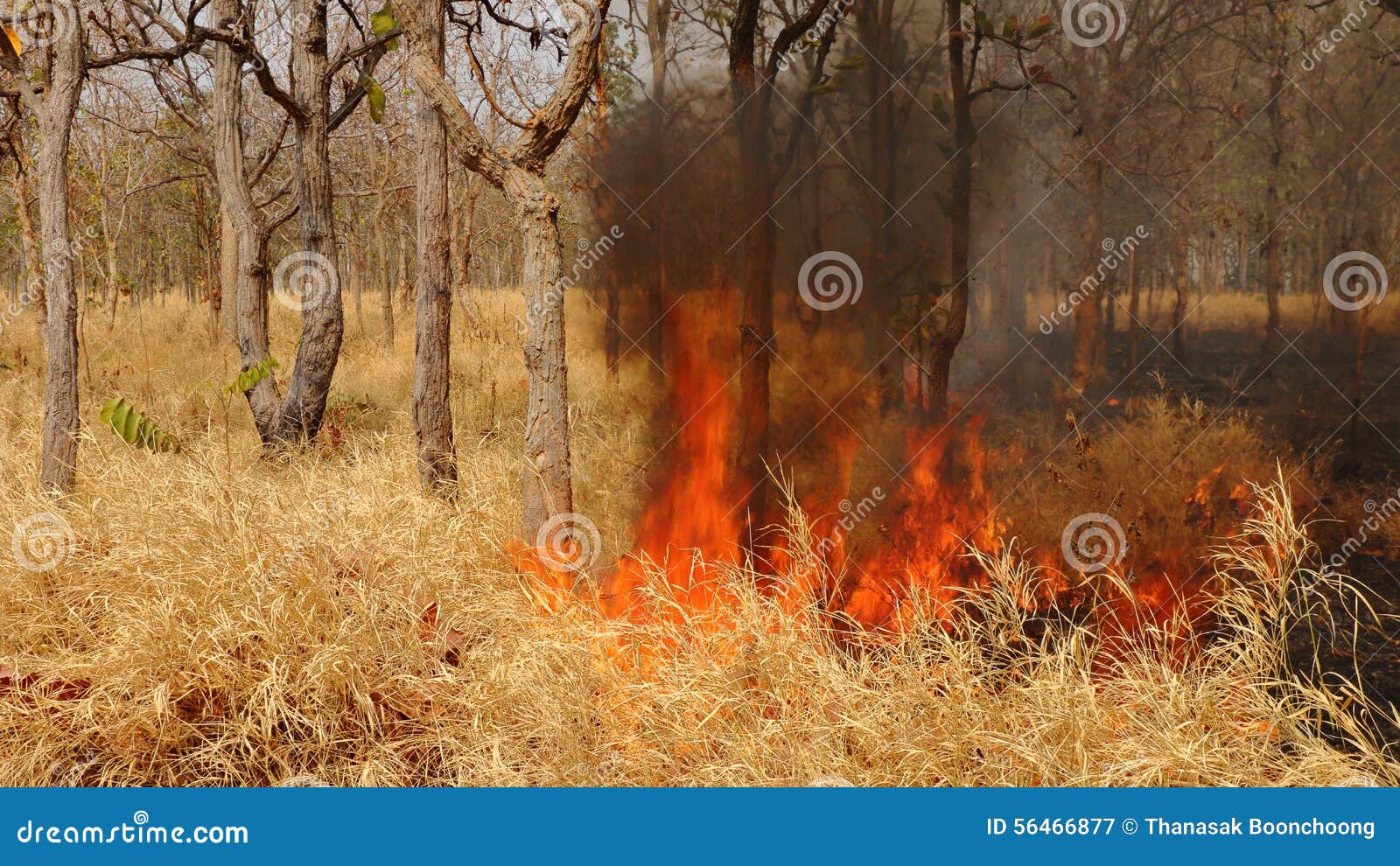 Forest fires stock image. Image of igniting, people, orange - 56466877