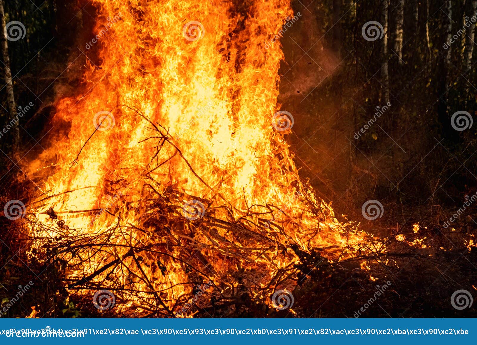 Forest Fires, Fire in Nature, the Destruction of Tree Plants Stock ...