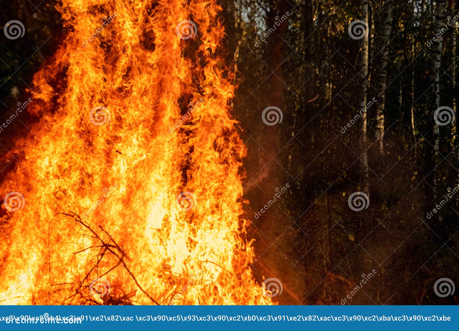 Forest Fires, Fire in Nature, the Destruction of Tree Plants Stock ...