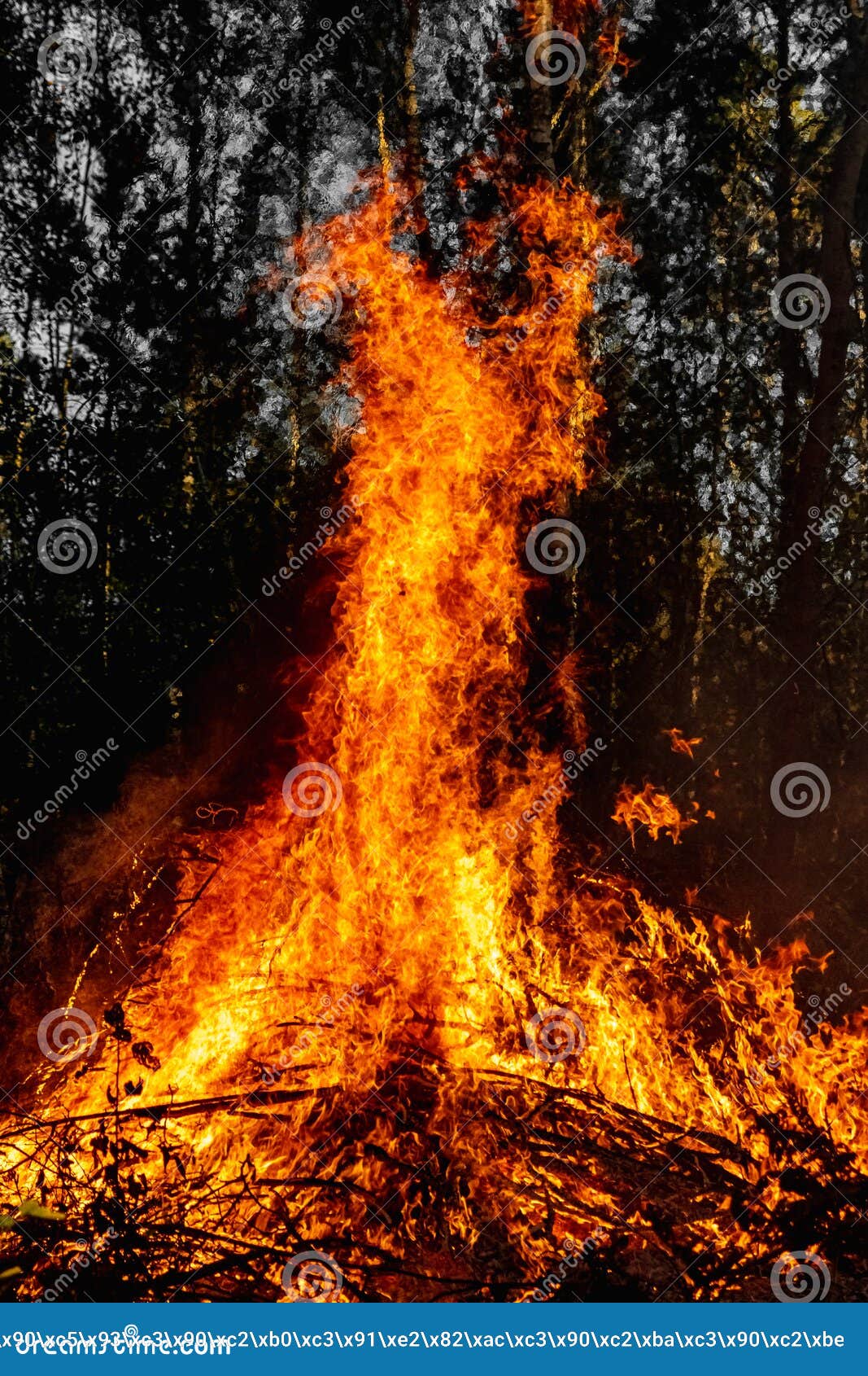 Forest Fires, Fire in Nature, the Destruction of Tree Plants Stock ...
