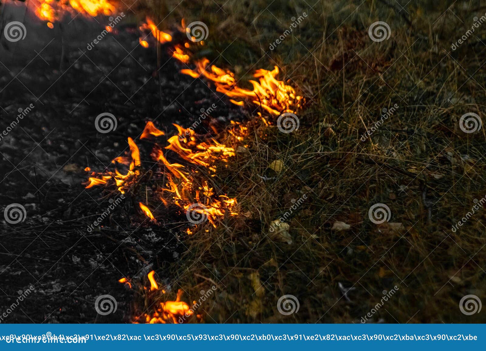 Forest Fires, Fire in Nature, the Destruction of Tree Plants Stock ...