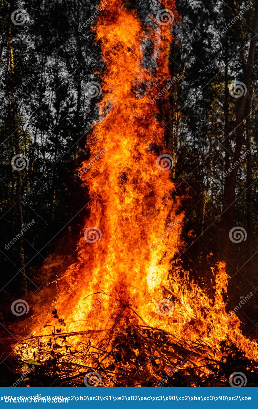 Forest Fires, Fire in Nature, the Destruction of Tree Plants Stock ...