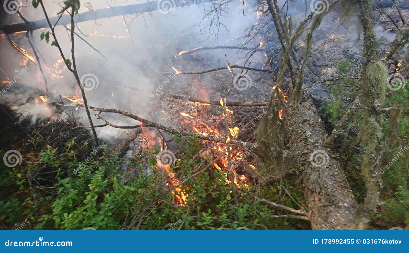 Forest Fires are Nature`s Suffering Stock Image - Image of fires, burn ...