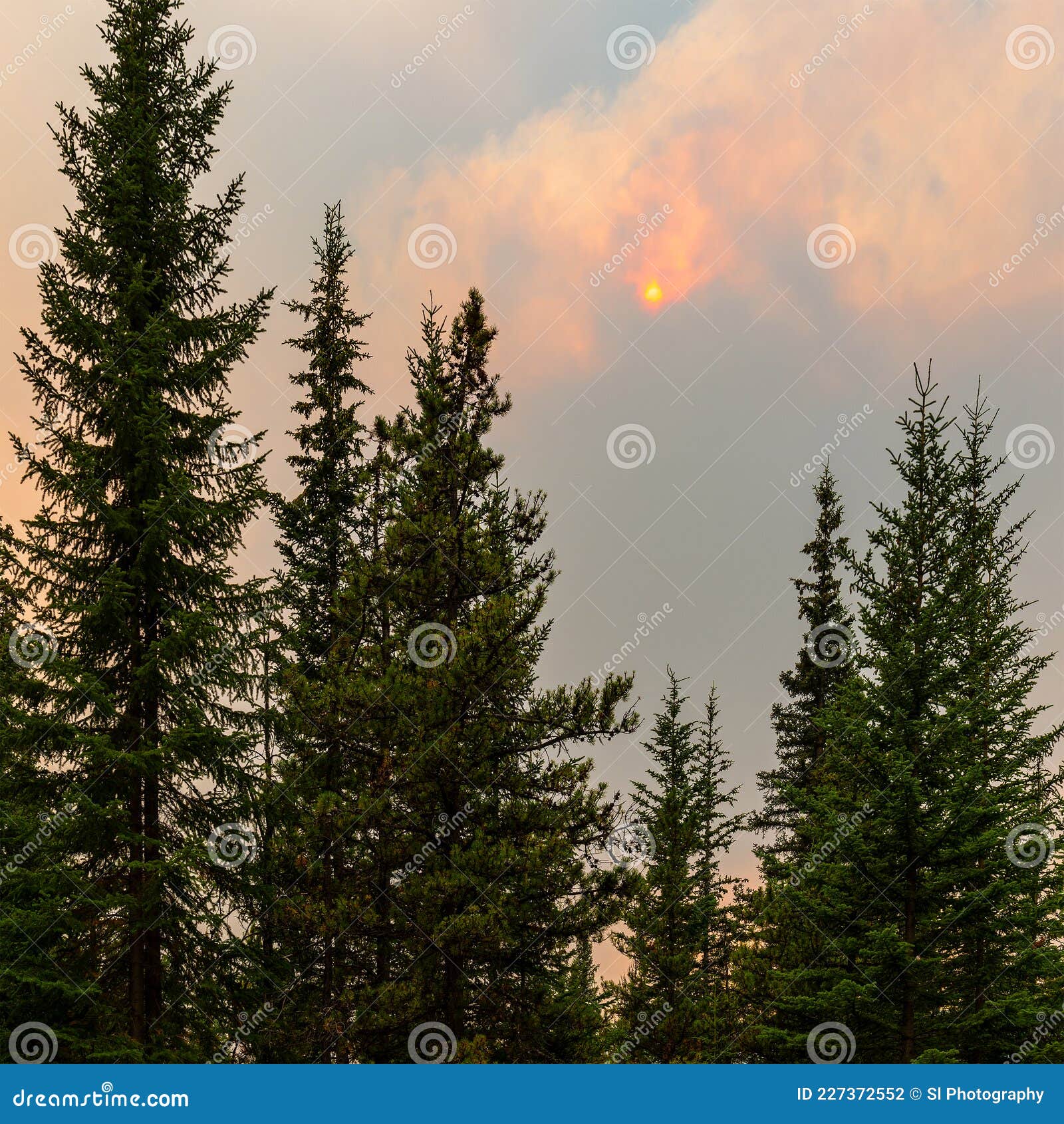 Forest Fires in Pine Forests, British Columbia, Canada Stock Photo ...