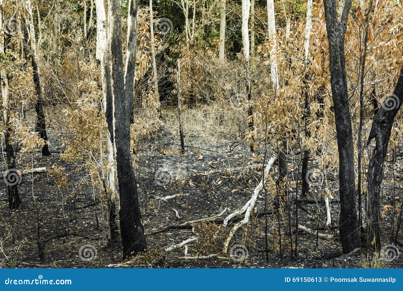 Forest Fires Was Extinguished Stock Image - Image of forest, charred ...