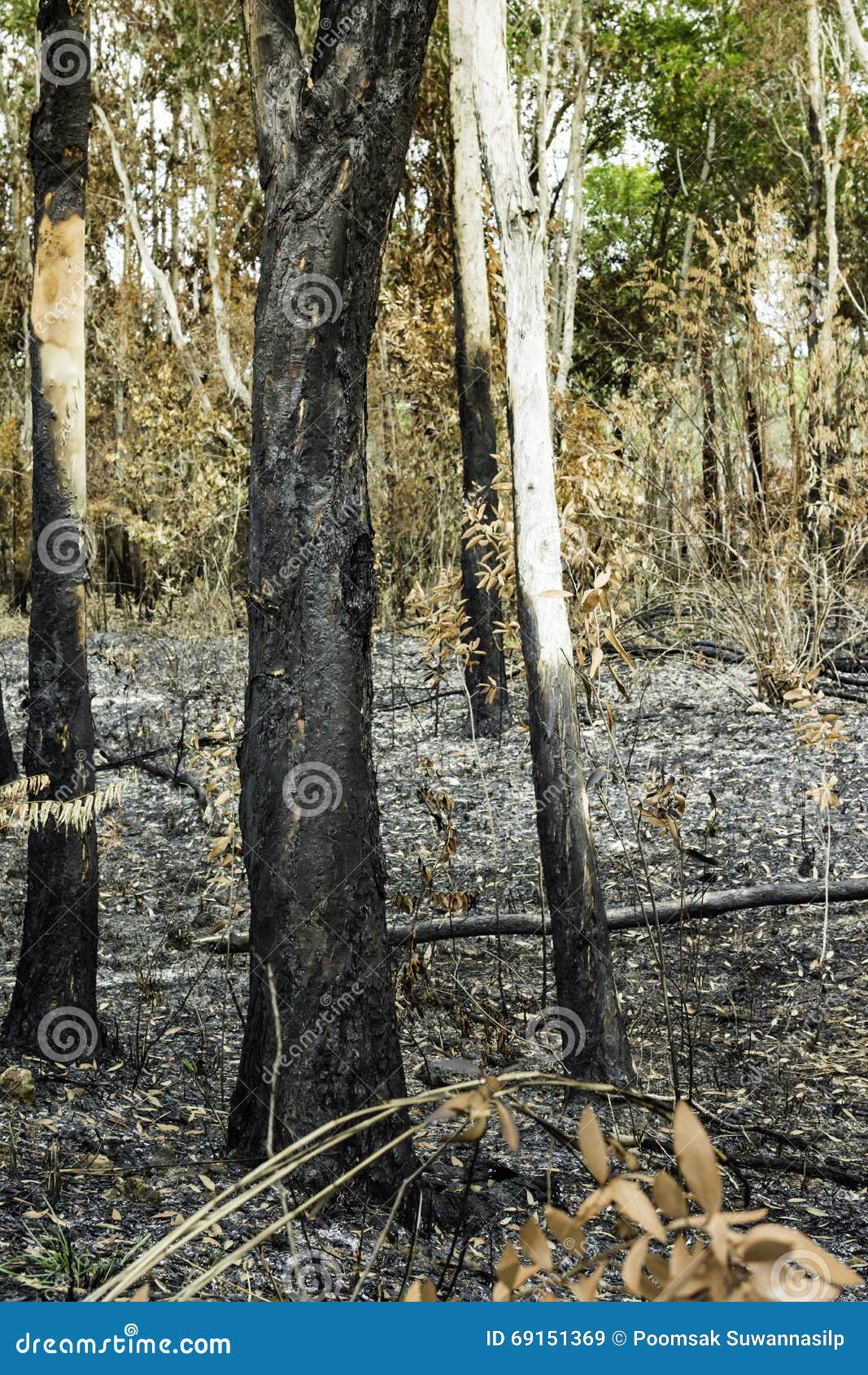 Forest Fires Was Extinguished. Stock Image - Image of disaster, park ...