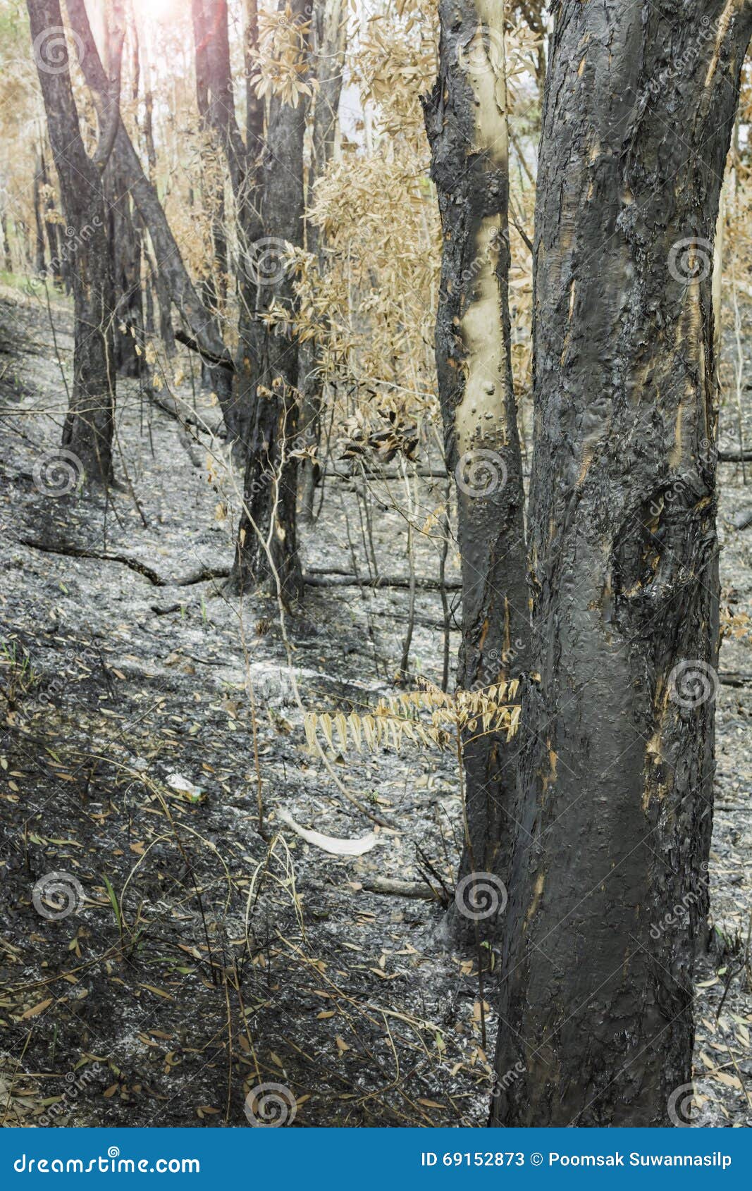 Forest Fires Was Extinguished. Stock Image - Image of warming, ecology ...