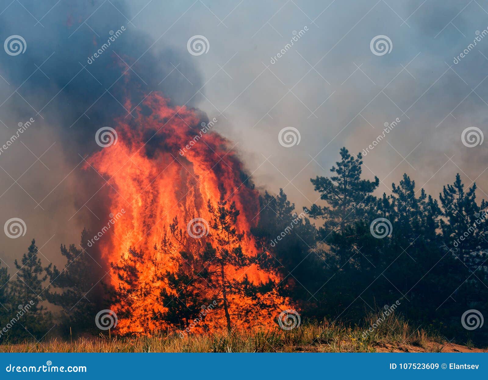 Forest Fires and Wind Dry Completely Destroy the Forest and Steppe ...