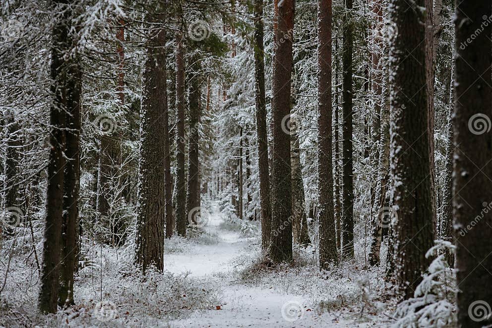 Forest after the First Snowfall Stock Image - Image of scenic, magical ...