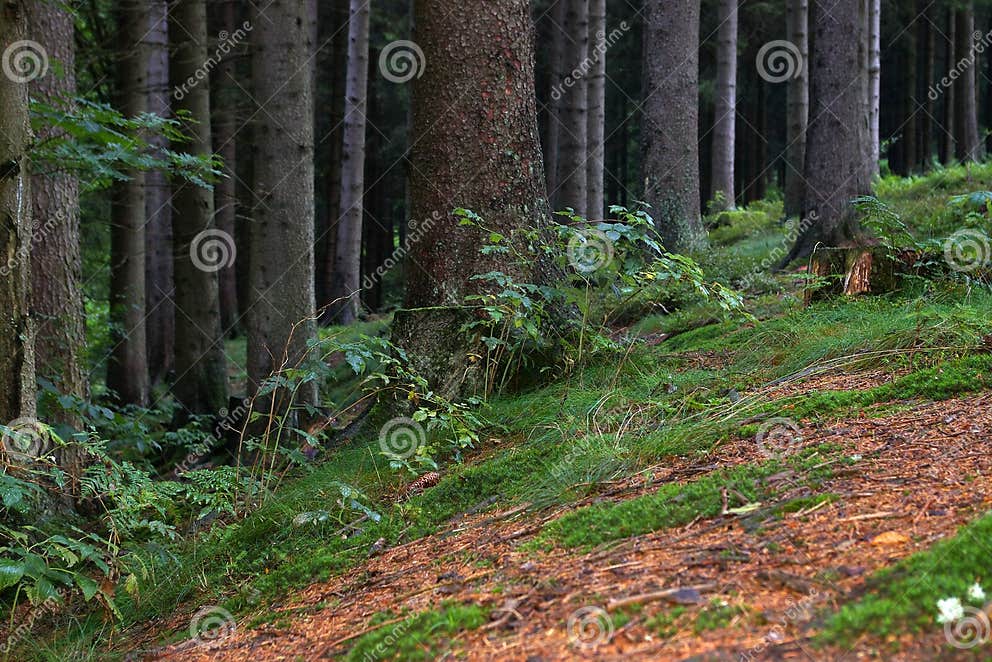 The forest floor stock photo. Image of spring, area, seasonal - 1144070