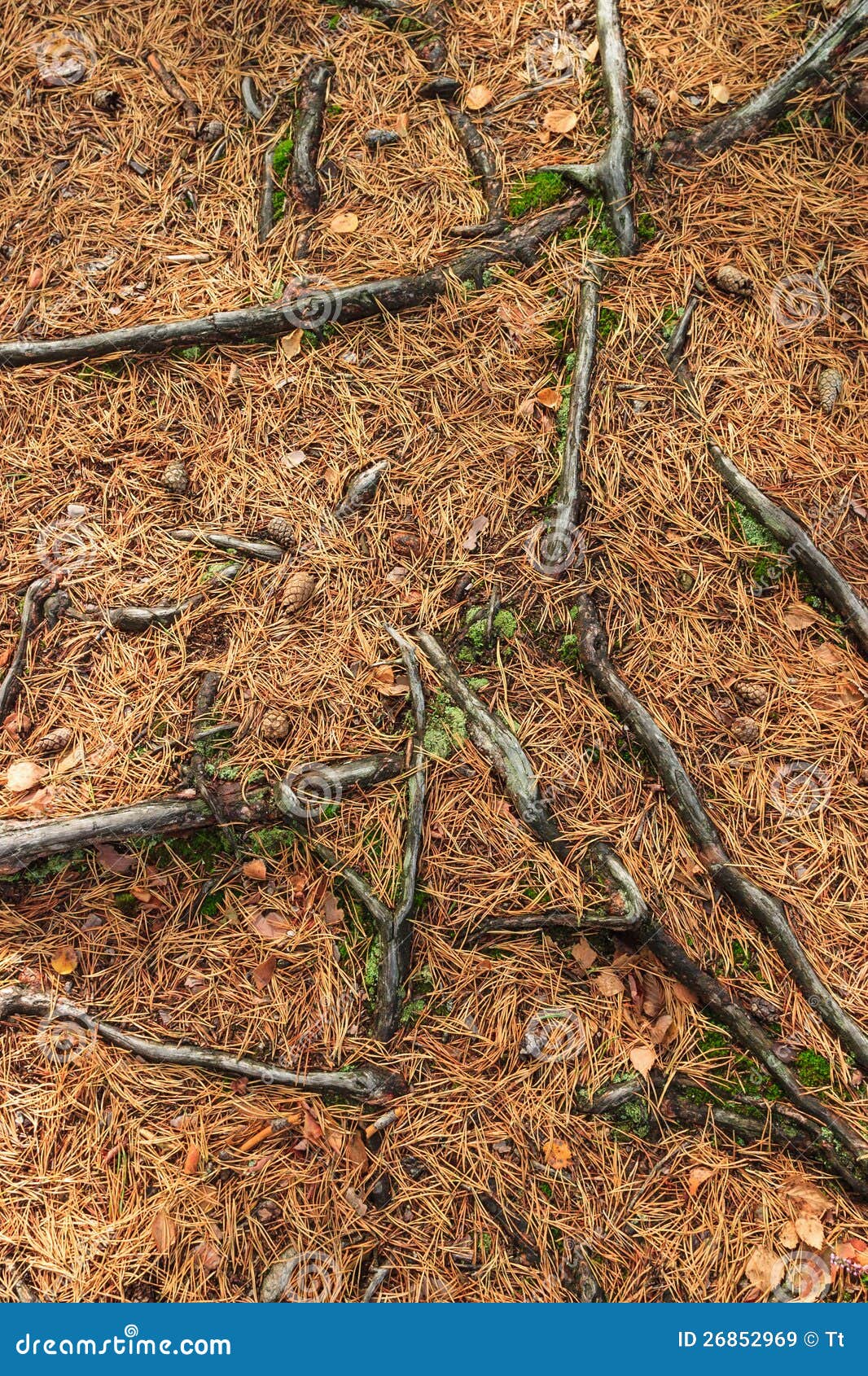 Forest floor stock image. Image of ground, woods, floor - 26852969