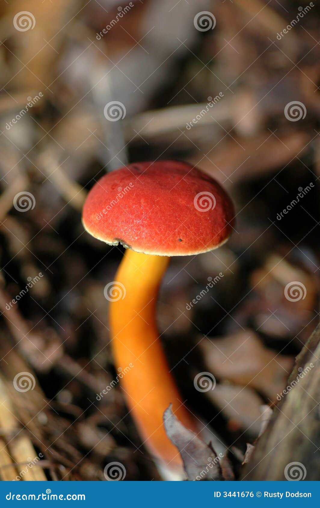 1,320 Damp Forest Floor Stock Photos - Free & Royalty-Free Stock Photos ...
