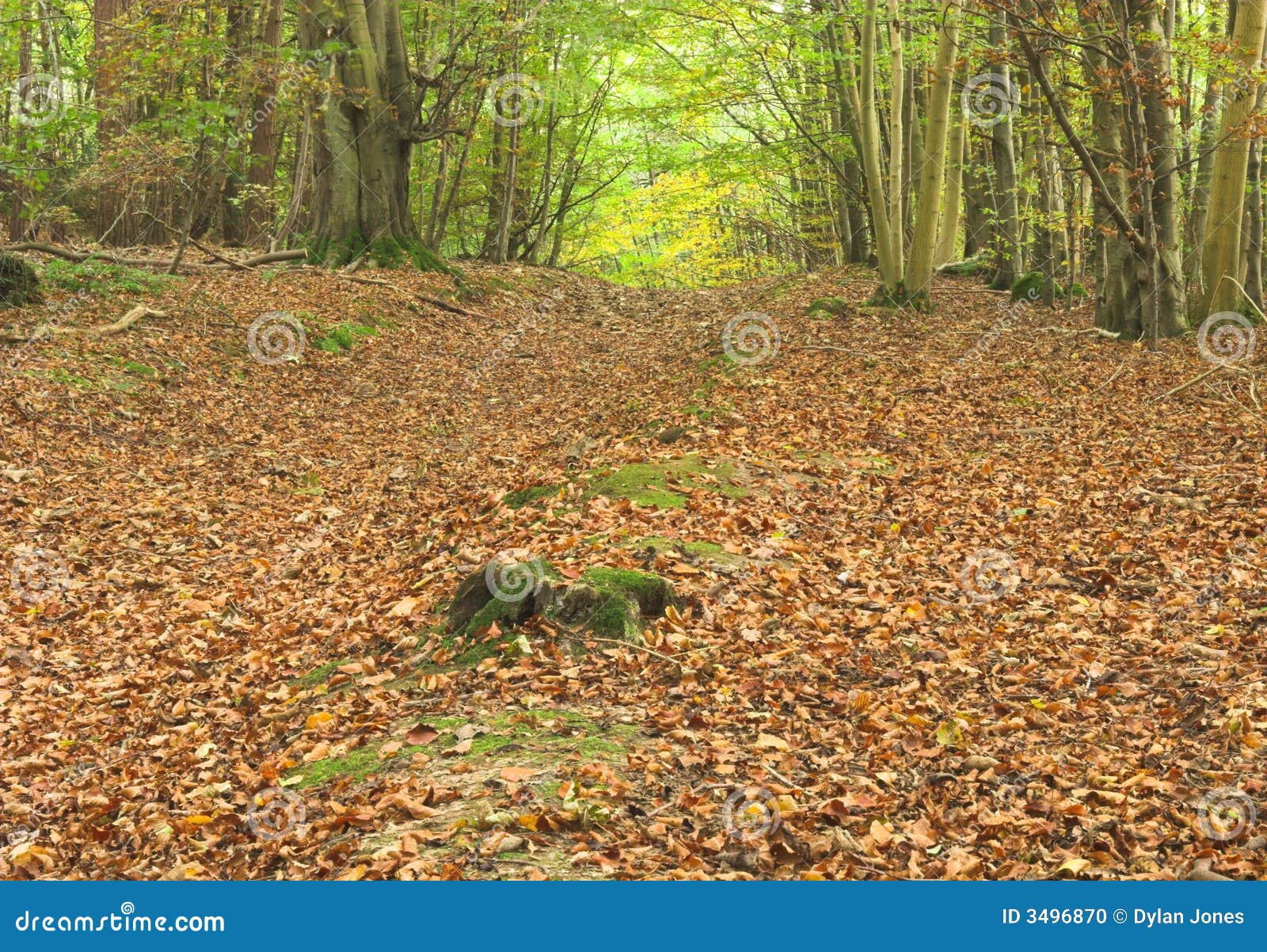 Forest floor stock photo. Image of leaves, fall, falling - 3496870