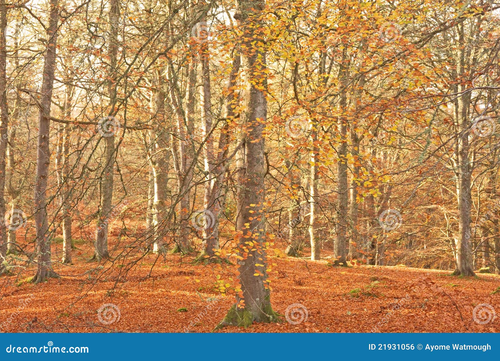 Forest floor in Autumn. stock photo. Image of agriculture - 21931056