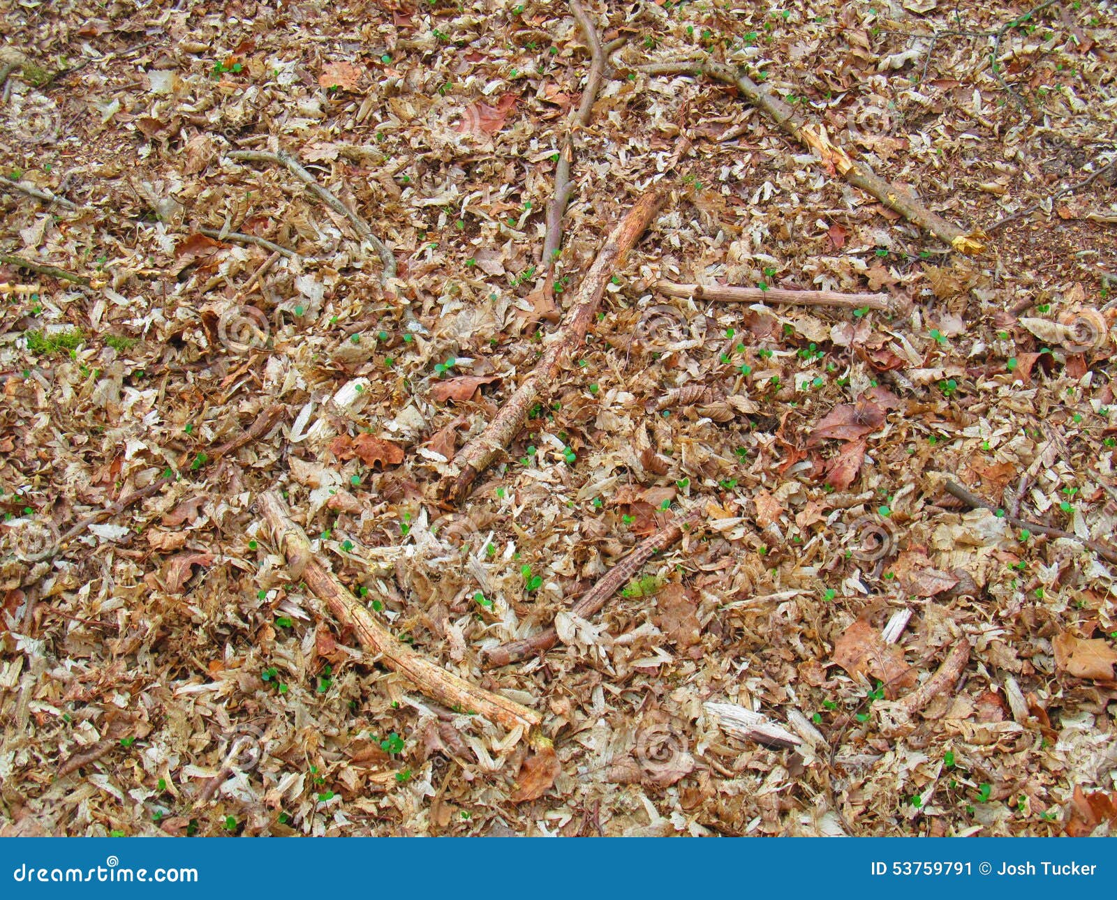 Forest Floor stock image. Image of background, branch - 53759791