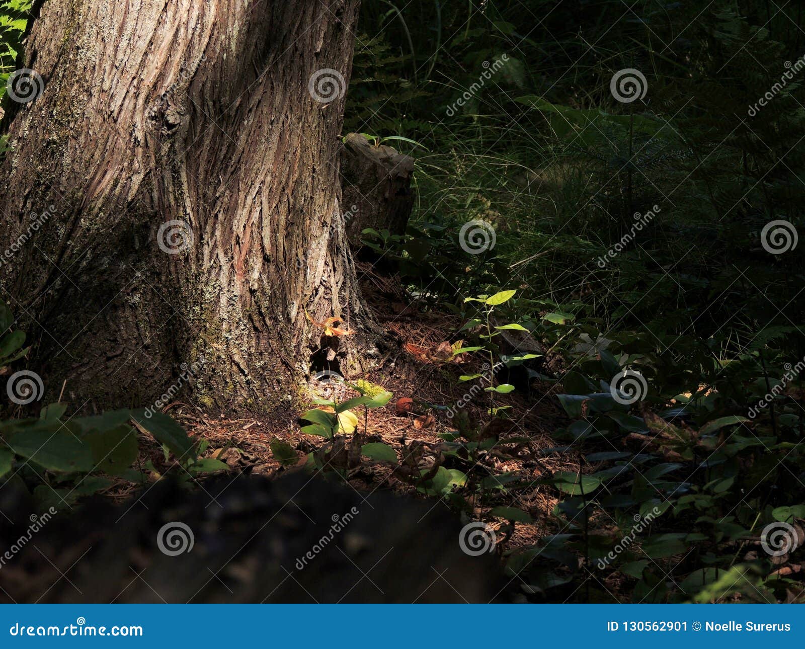 Forest Floor and Base of Cedar Tree Stock Image - Image of canada, lush ...