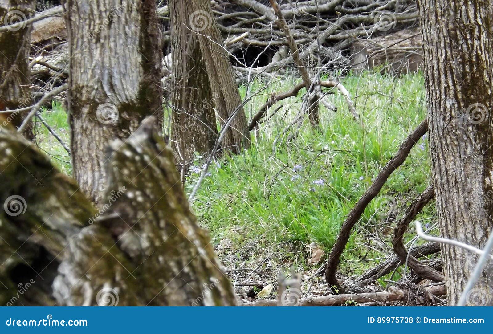Forest floor stock photo. Image of flowers, beauty, springtime - 89975708