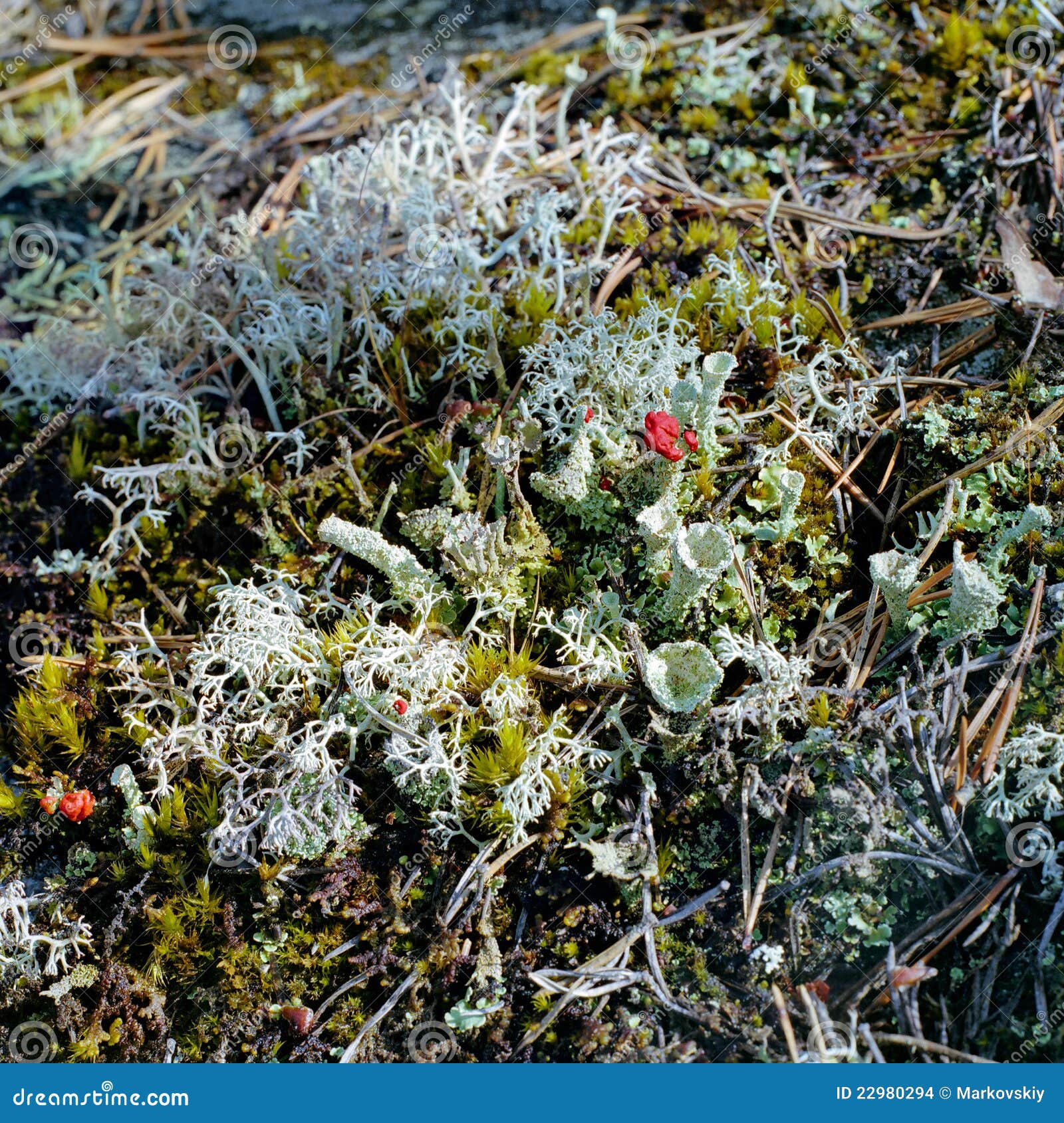 Pixie Lichen Stock Photos - Free & Royalty-Free Stock Photos from ...