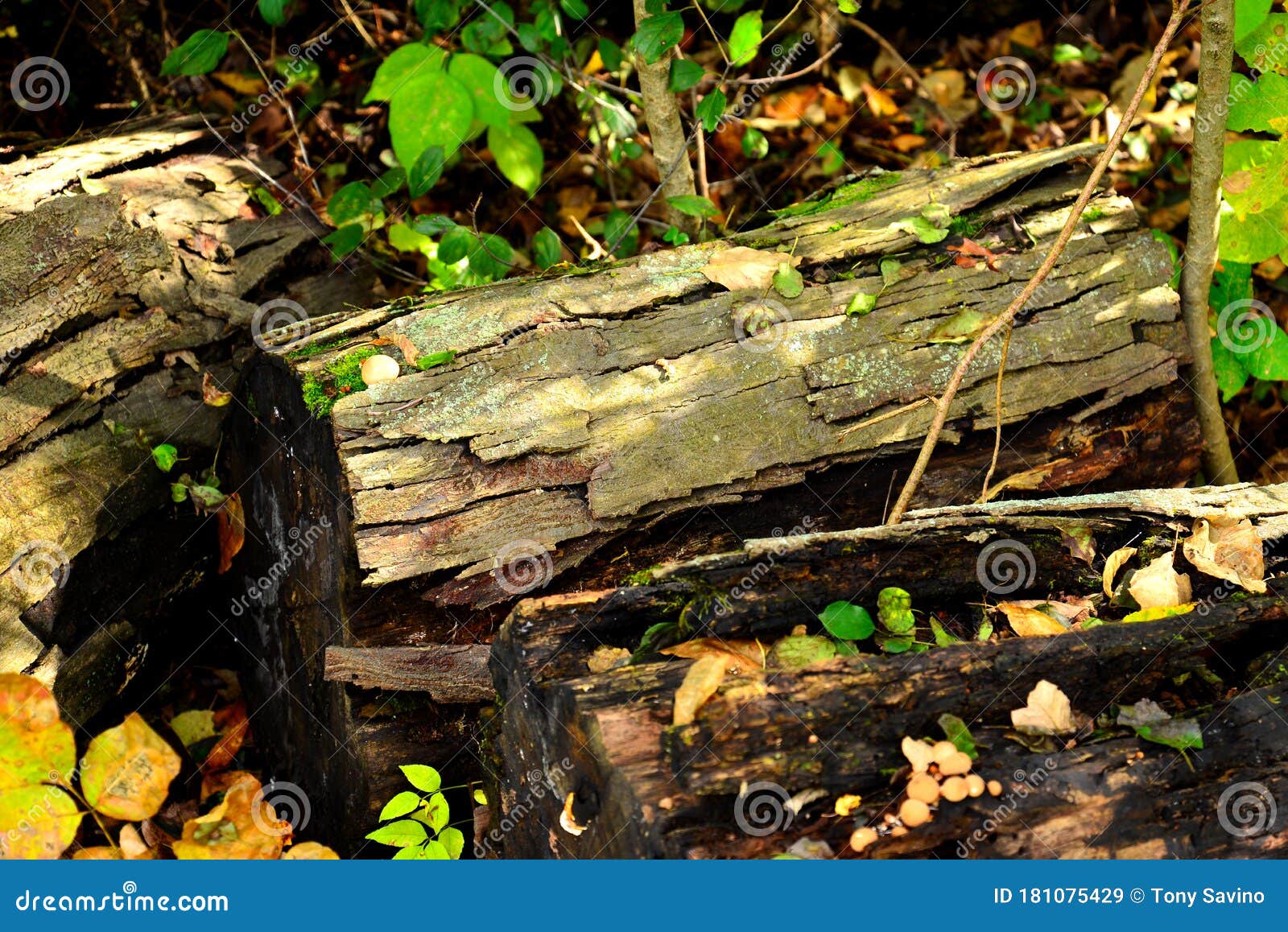 Forest Floor Decaying Logs and Spring Greenery Stock Image - Image of ...