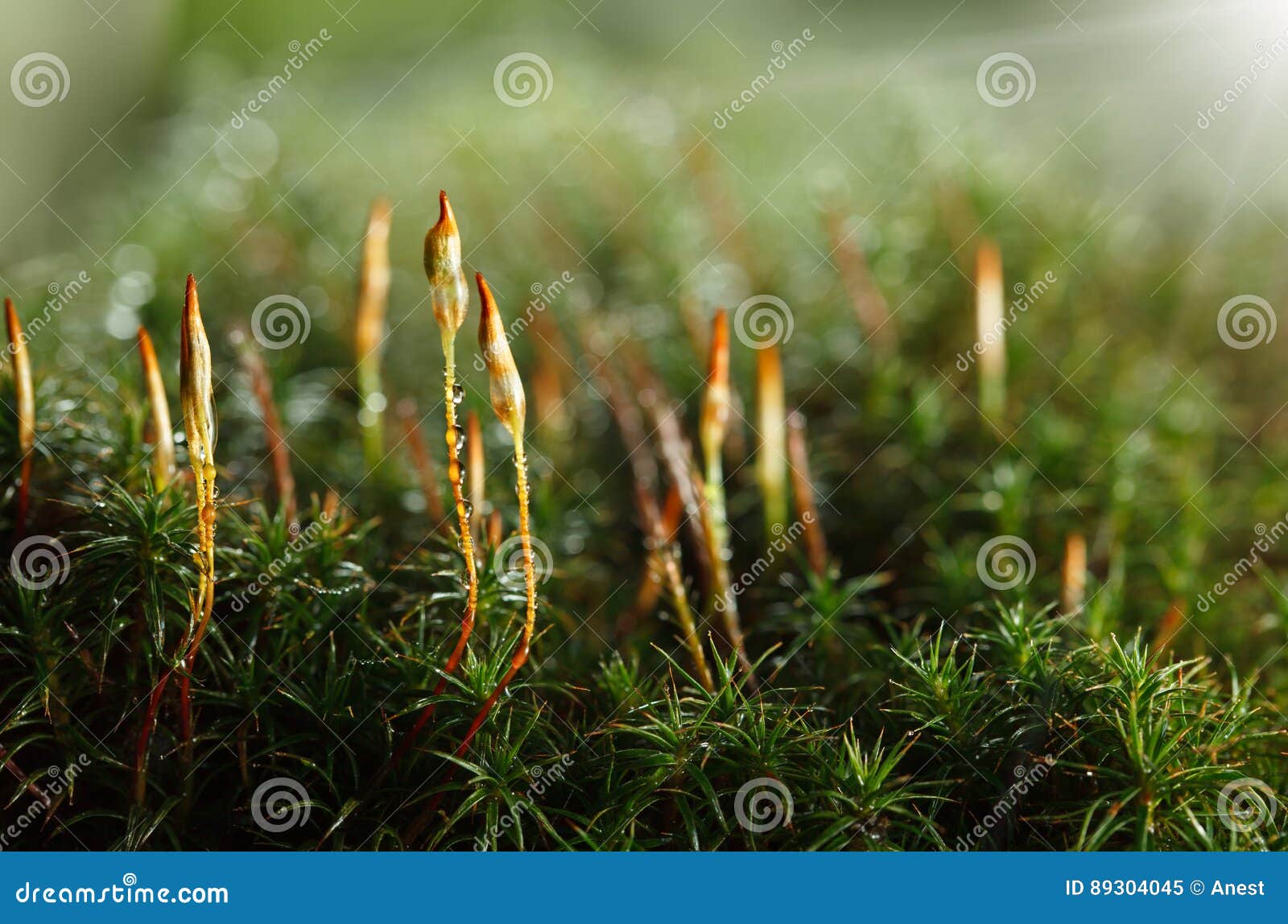 Forest Floor in Early Morning Stock Image - Image of meadow, detail ...