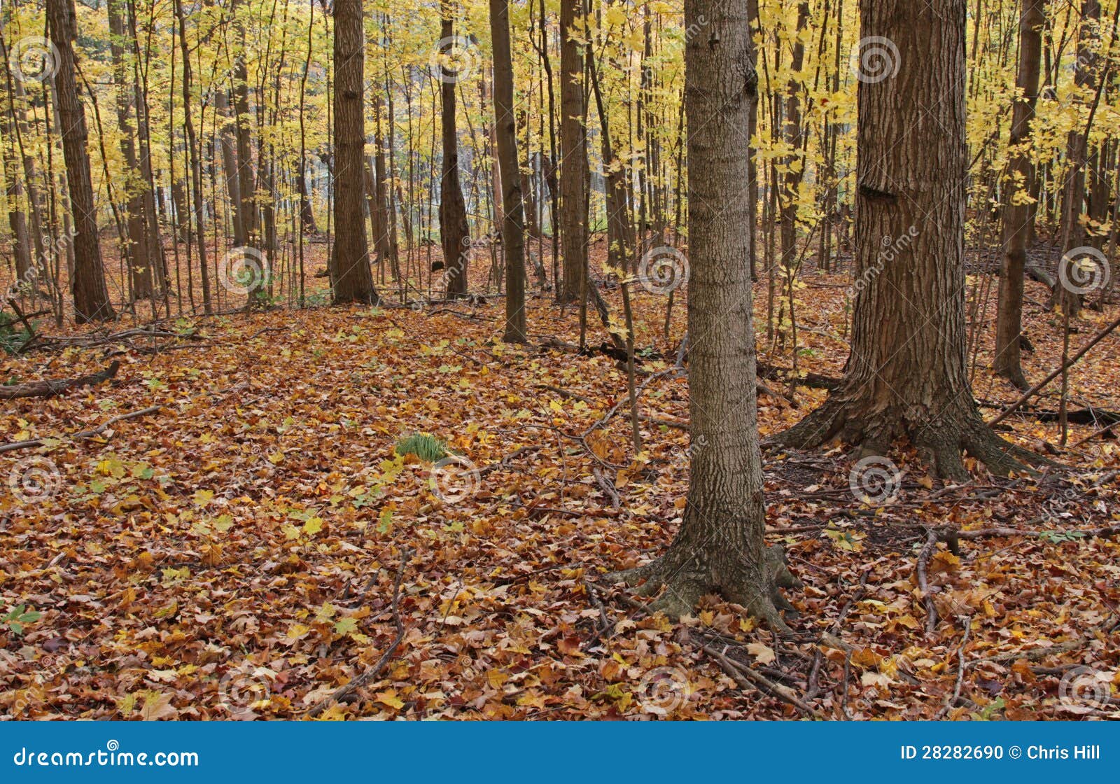 Forest Floor in Fall stock photo. Image of branch, fall - 28282690