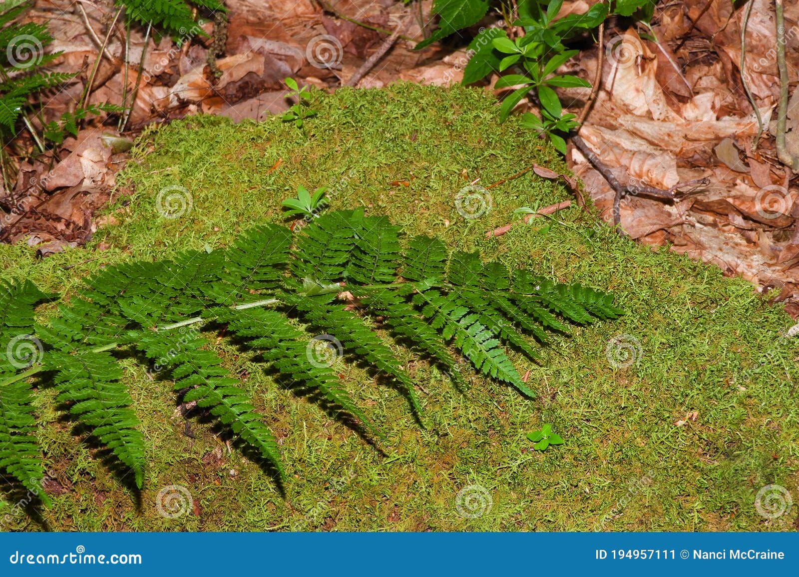 Forest Floor with Green Fern and Moss Stock Image - Image of forest ...