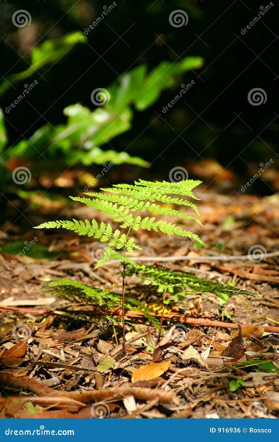 Forest Floor Fern stock photo. Image of fernery, summer - 916936