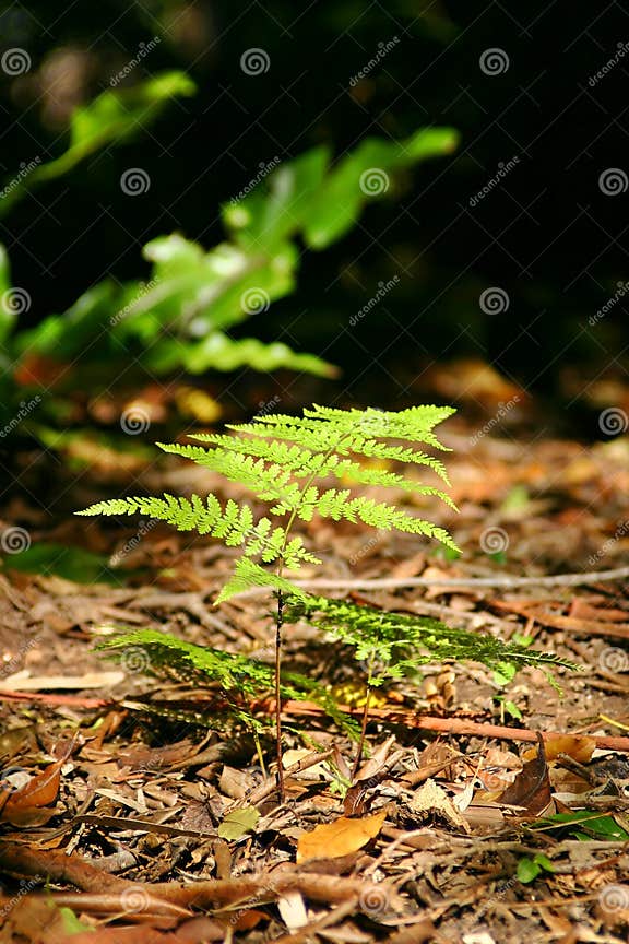Forest Floor Fern stock photo. Image of fernery, summer - 916936