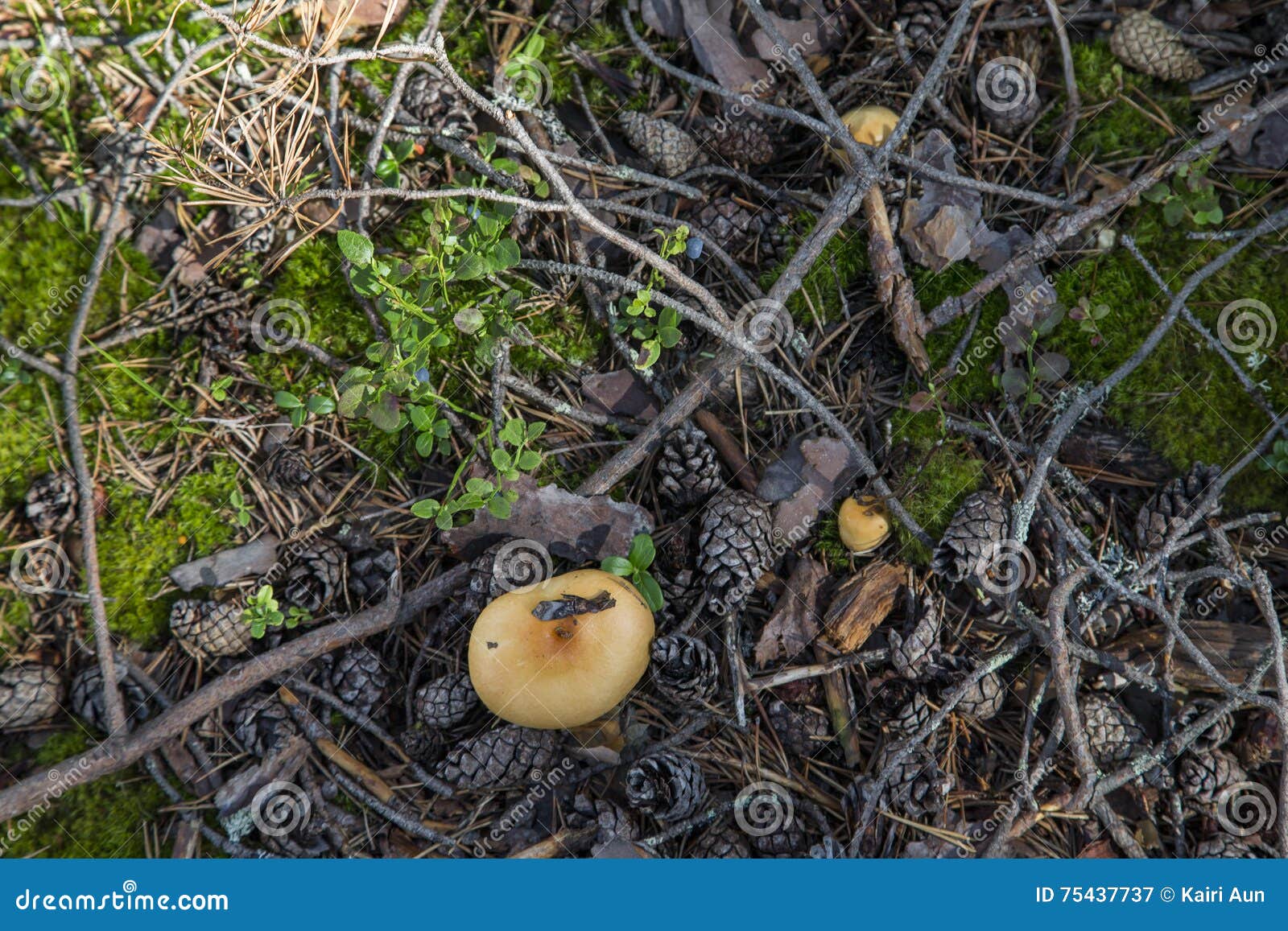 Forest Floor of Finish Lapland Stock Image - Image of europe ...